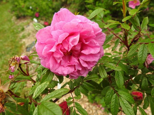 Metis – Rose-Biblio