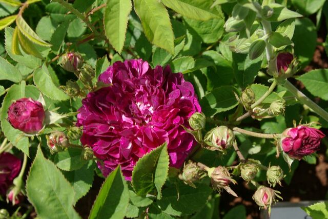 Cora – Rose-Biblio