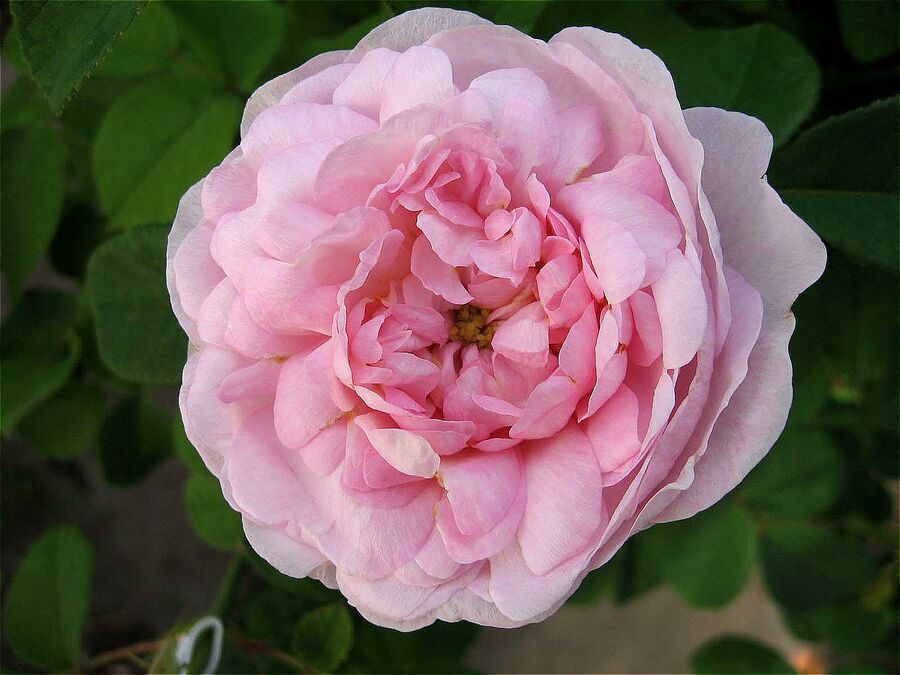 Small Maiden's Blush – Rose-Biblio