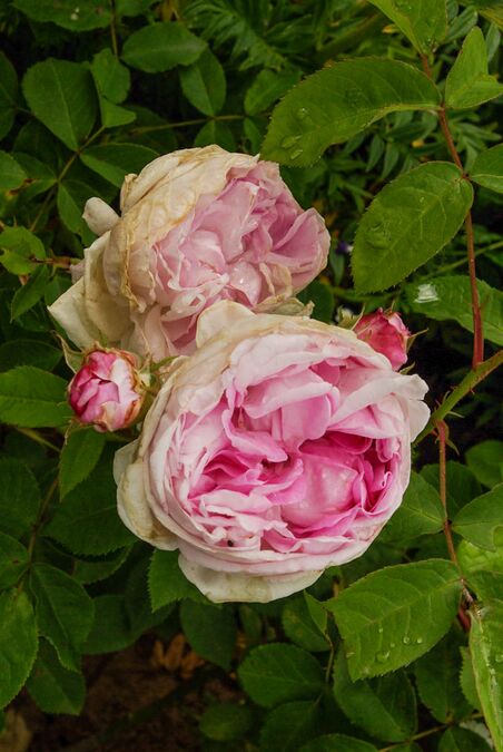 Juno – Rose-Biblio