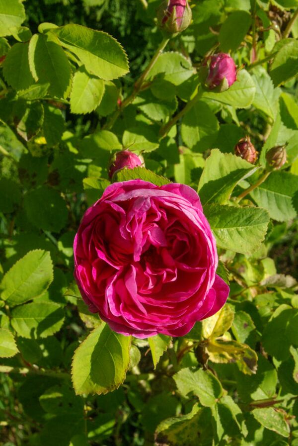 Fundrose "Gerda Nissen", Centifolia – Rose-Biblio