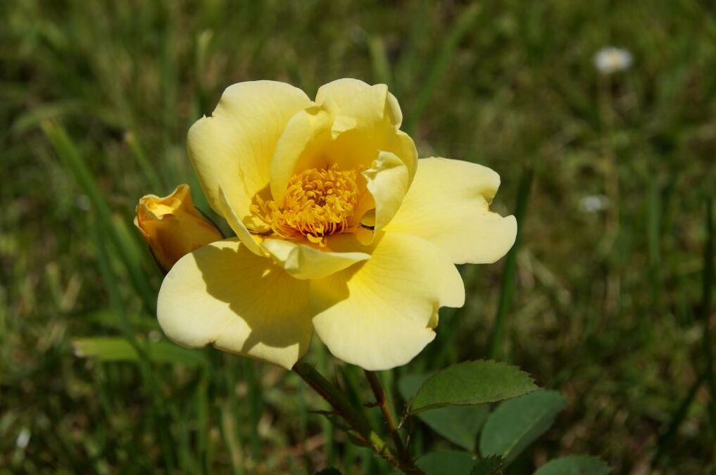 Aicha – Rose-Biblio