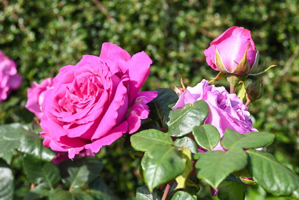 Chartreuse de Parme – Rose-Biblio