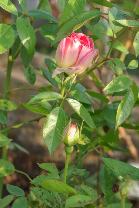 Phyllis Bide – Rose-Biblio