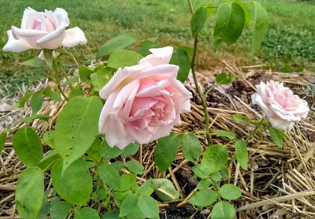 Datei:Souvenir d'Anne-Marie, Thomas R. Frankreich-2-w.jpg – Rose-Biblio