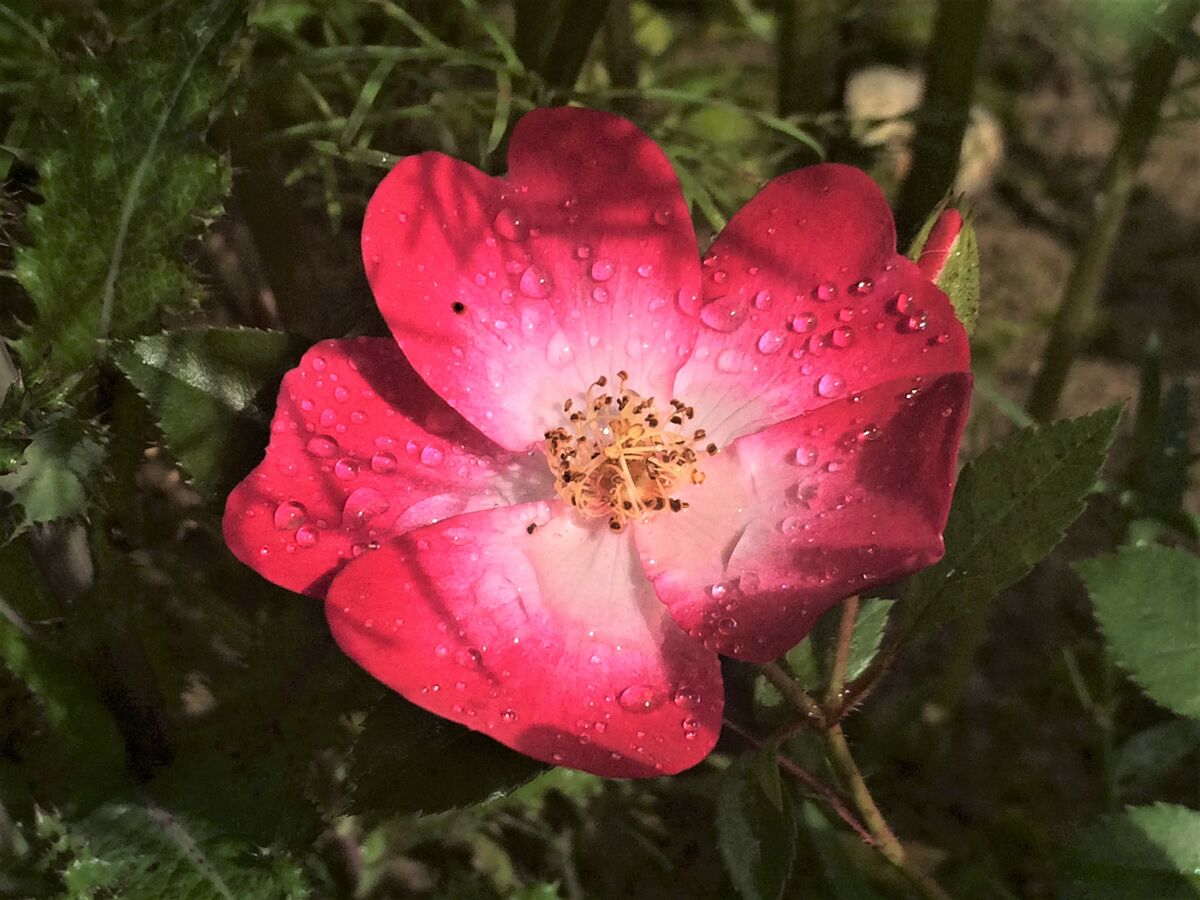 Bukavu – Rose-Biblio