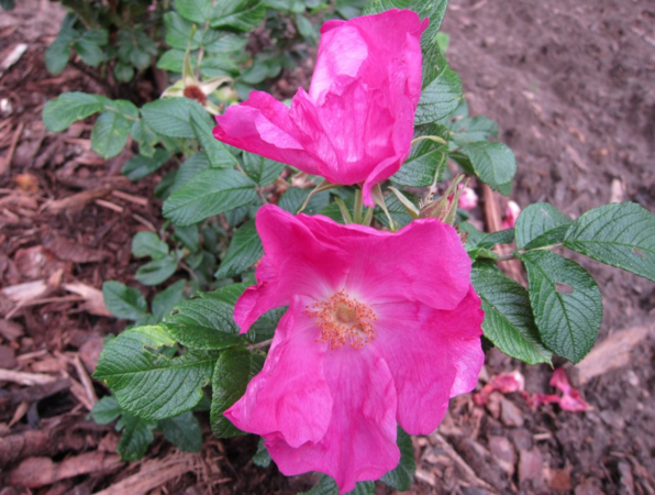 Rosa rugosa Thunb. var. rugosa – Rose-Biblio