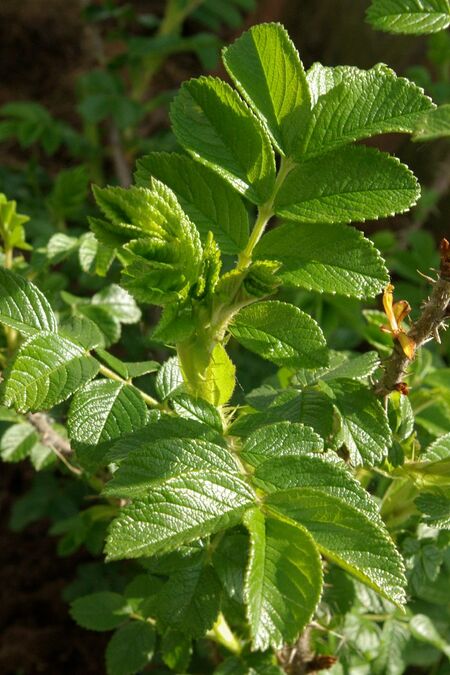 Wild Eagle – Rose-Biblio