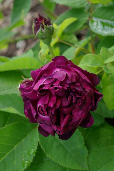 La Négresse – Rose-Biblio