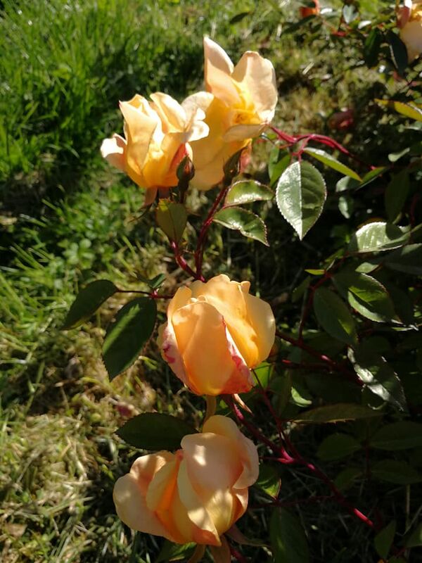 Found Rose "Bermuda Yellow Mutabilis" – Rose-Biblio