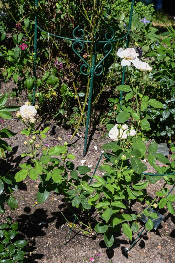 The Lady Gardener – Rose-Biblio