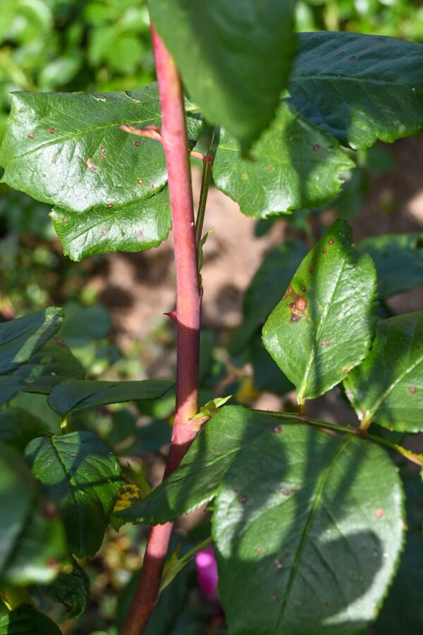 Chartreuse de Parme – Rose-Biblio