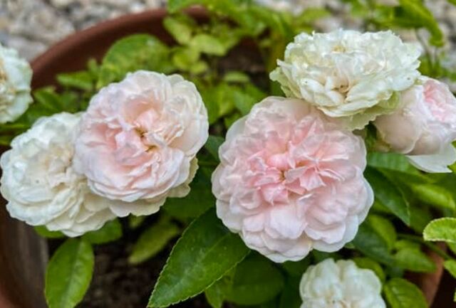 Perla Rosa – Rose-Biblio