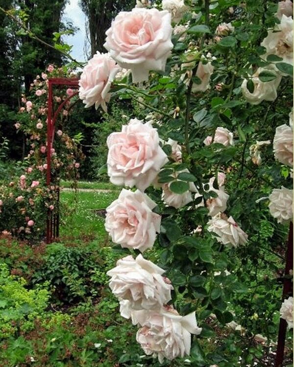 Dr. W. Van Fleet – Rose-Biblio