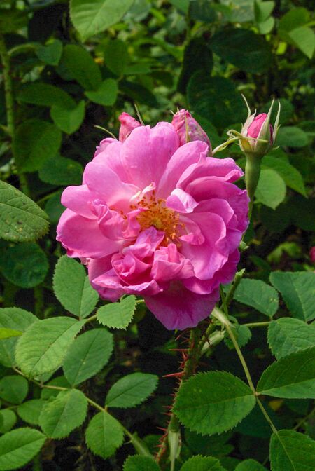 Rose de Puteaux – Rose-Biblio