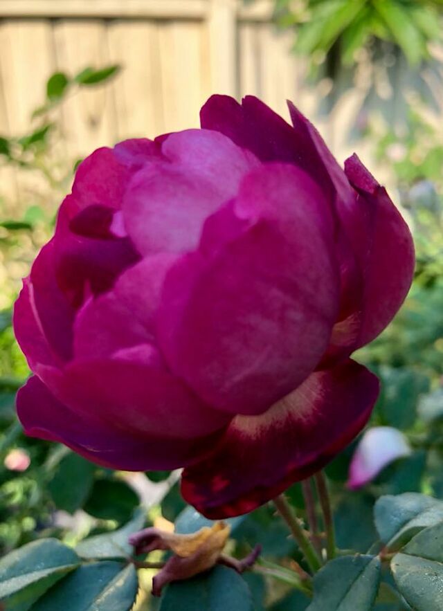 Dusky Moon – Rose-Biblio