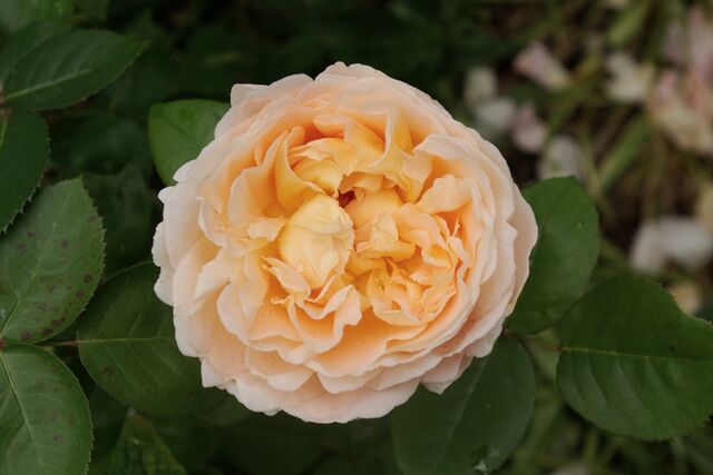 Tamora – Rose-Biblio