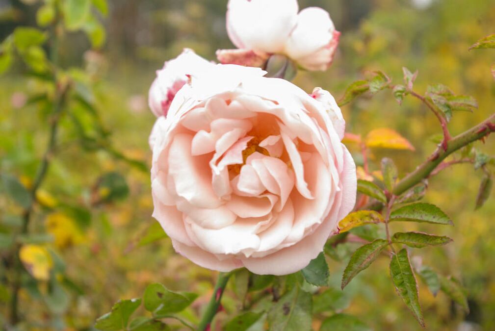 Honorable Lady Lindsay – Rose-Biblio