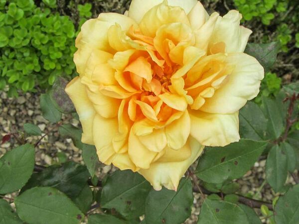 Madame Pierre Cochet – Rose-Biblio