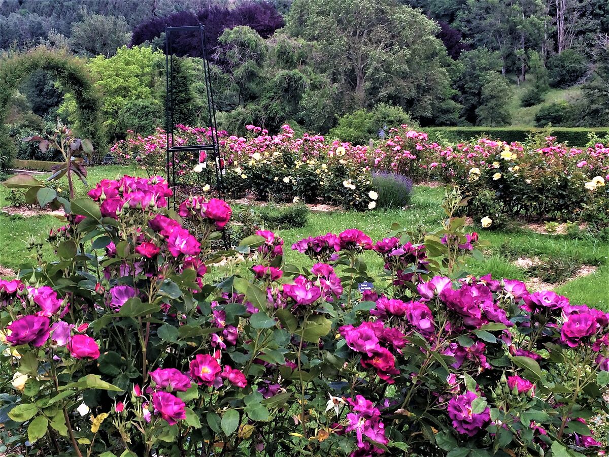 Princesse Sibilla de Luxembourg – Rose-Biblio
