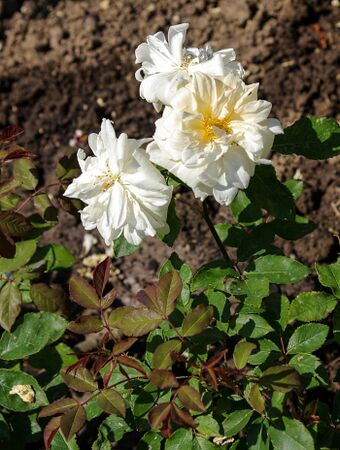 Alister Stella Gray – Rose-Biblio