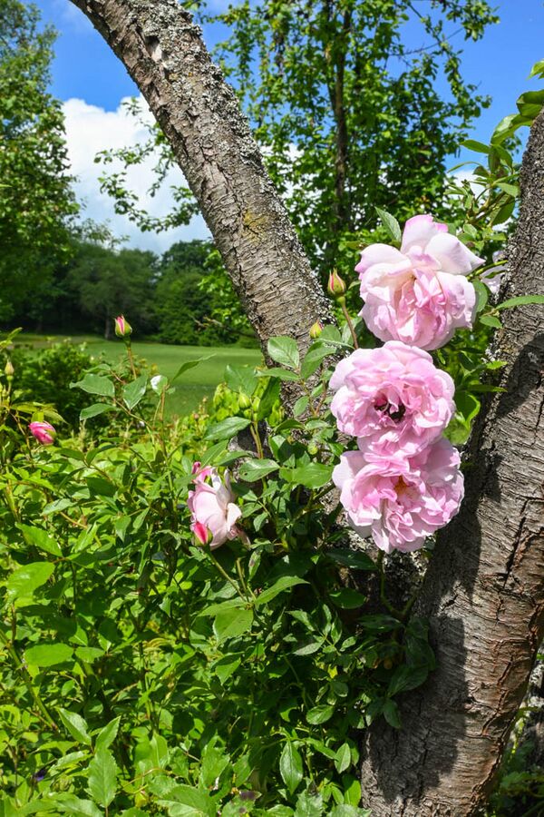 Indica Major Grimpant – Rose-Biblio