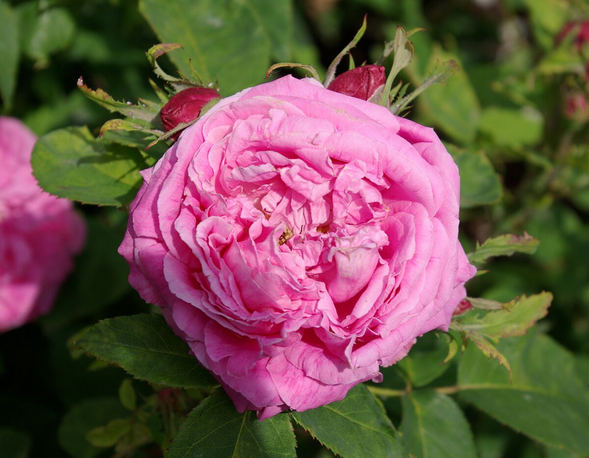 Monsieur Mathieu Baron – Rose-Biblio