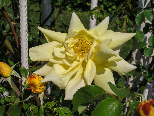 Golden Glow, Brownell – Rose-Biblio