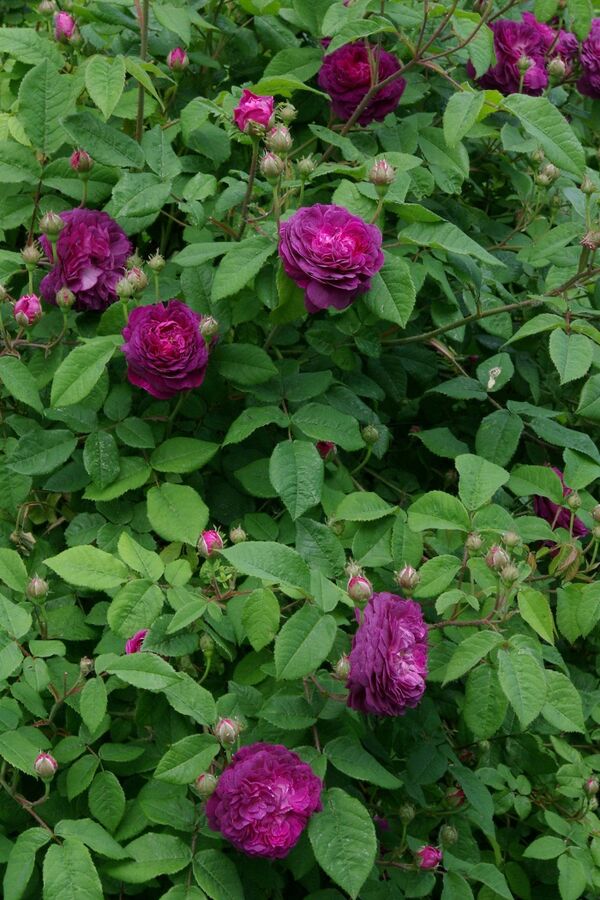 Hippolyte – Rose-Biblio