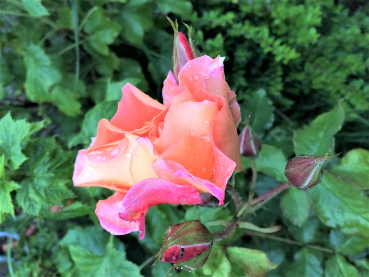 Pat Austin – Rose-Biblio