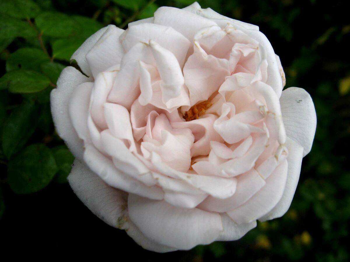 Nova Zembla – Rose-Biblio