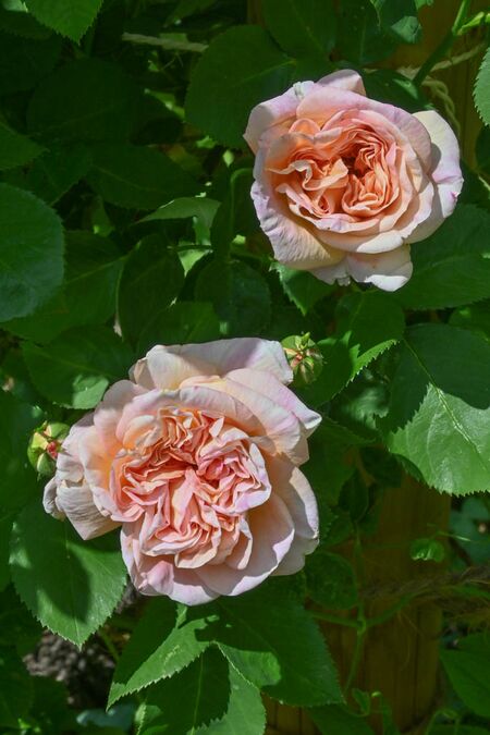 Alchymist – Rose-Biblio