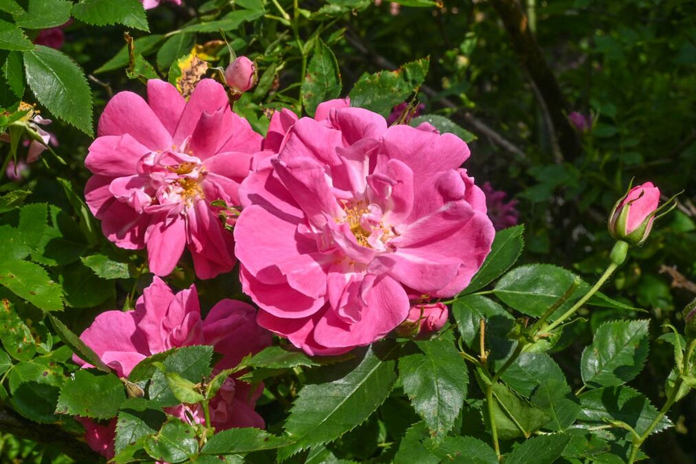 William Baffin – Rose-Biblio