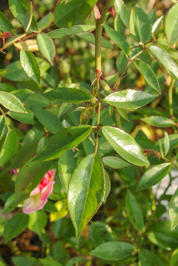 Phyllis Bide – Rose-Biblio