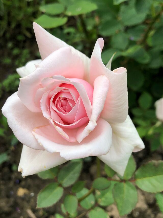 Lucien Chauré – Rose-Biblio