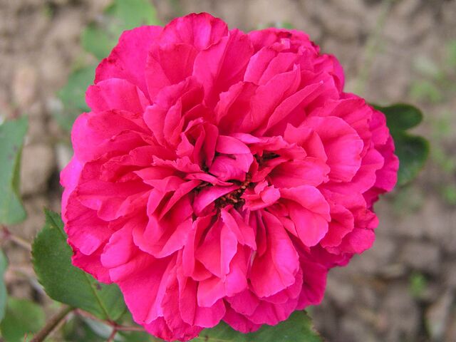 Senator – Rose-Biblio