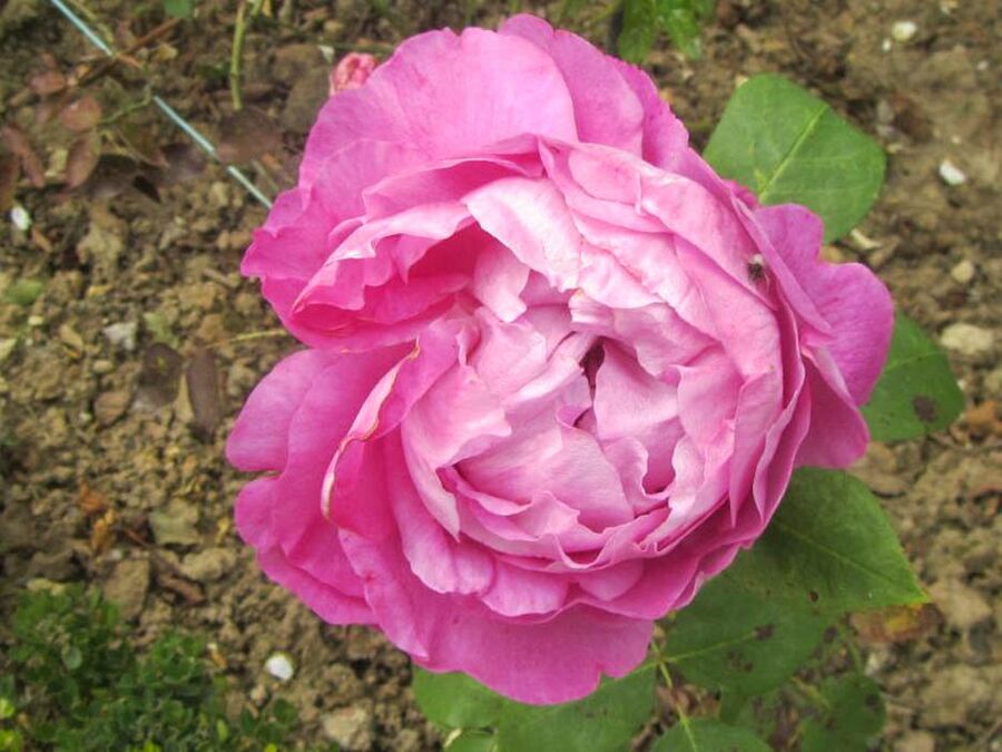 Paul Neyron – Rose-Biblio