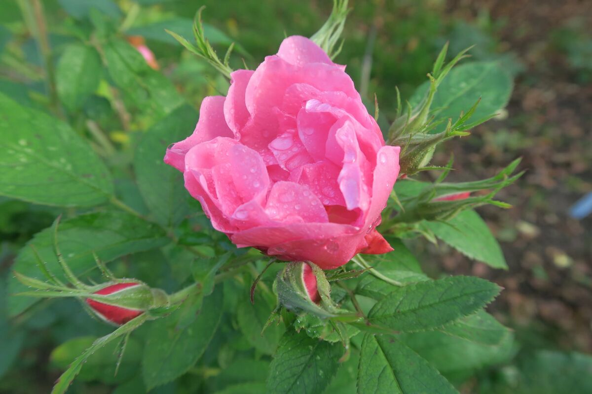 Zaiga – Rose-Biblio