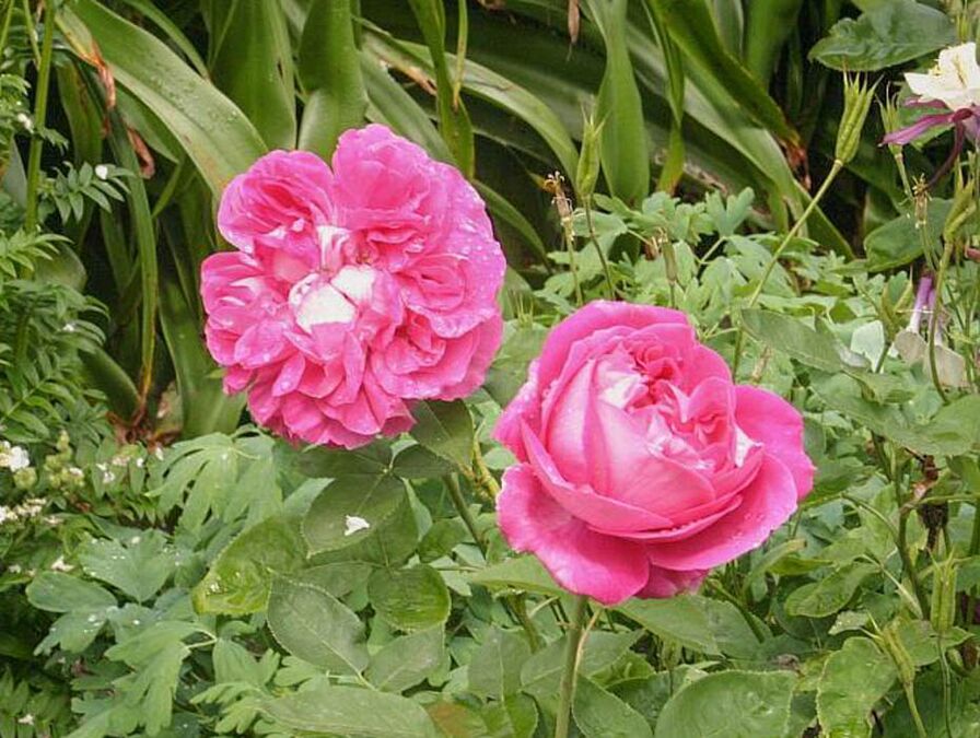 Paul Neyron – Rose-Biblio