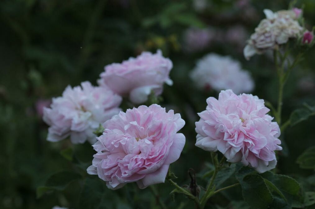 Agathe incarnata – Rose-Biblio