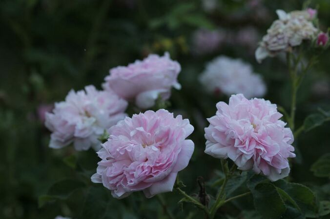 Agathe incarnata – Rose-Biblio