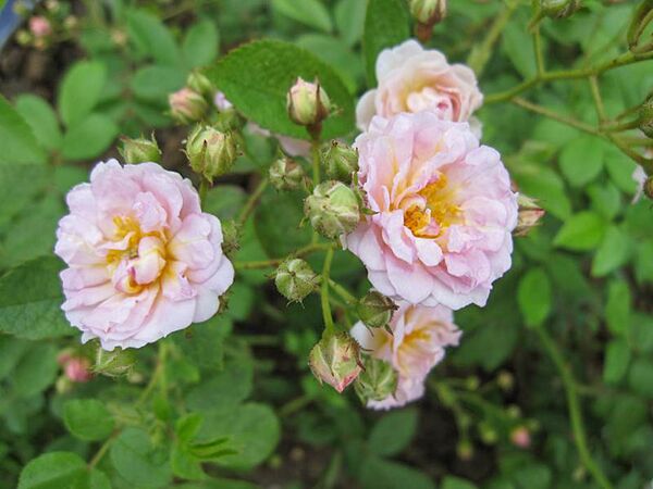 Mignonette, Polyantha – Rose-Biblio