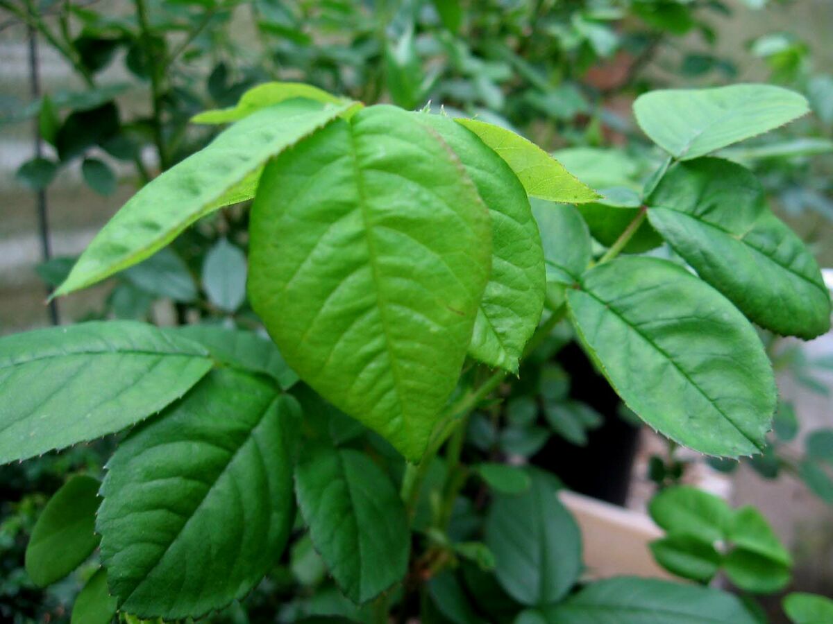 Allegra – Rose-Biblio