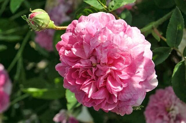 Agathe Rose – Rose-Biblio