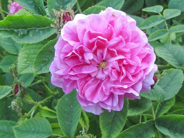 Petite Orléanaise – Rose-Biblio