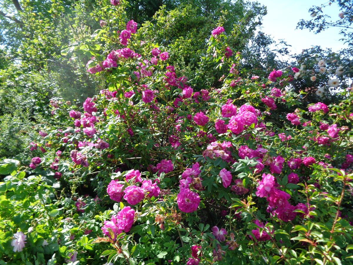 Amadis – Rose-Biblio