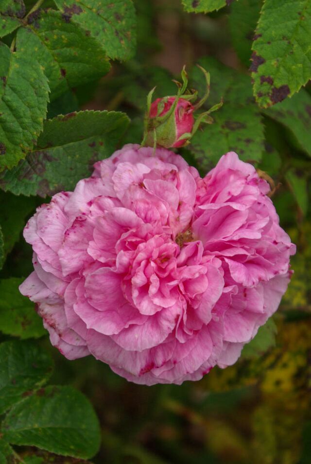 Duchesse de Rohan – Rose-Biblio