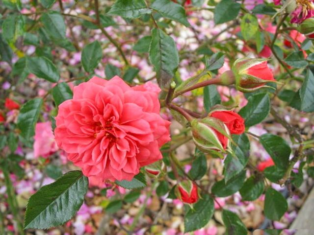 Moana – Rose-Biblio