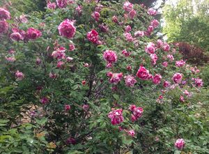 Moore's Striped Rugosa – Rose-Biblio