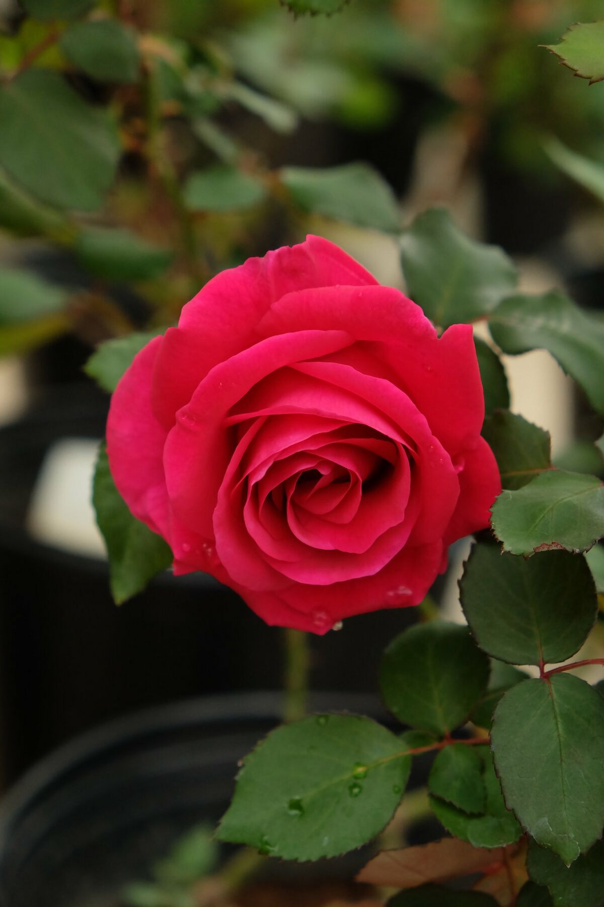 Beatrix Comtesse de Buisseret – Rose-Biblio